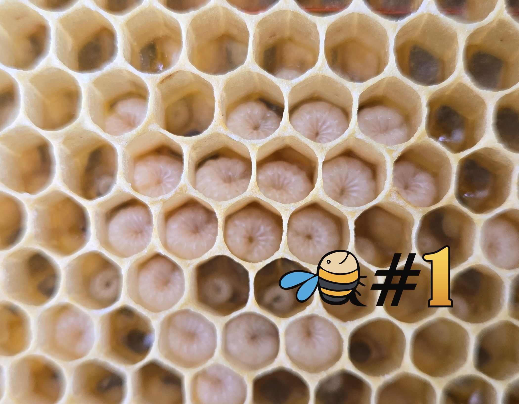 Apilarnil number 1 in the world